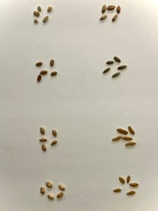 Wheat 101: Picking the Perfect Grain (kamut wheat, einkorn, etc ...
