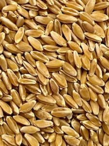 Wheat 101: Picking the Perfect Grain (kamut wheat, einkorn, etc ...