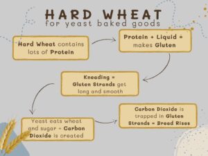 Wheat 101: Picking the Perfect Grain (kamut wheat, einkorn, etc ...
