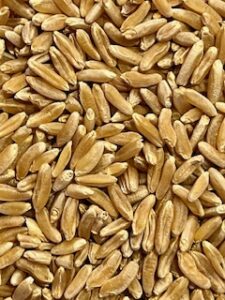 Wheat 101: Picking the Perfect Grain (kamut wheat, einkorn, etc ...