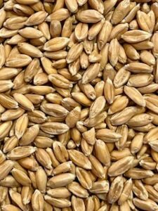 Wheat 101: Picking the Perfect Grain (kamut wheat, einkorn, etc ...